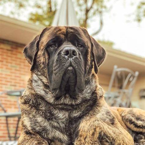 Riesen Maso Mastiff, Ausgewachsen